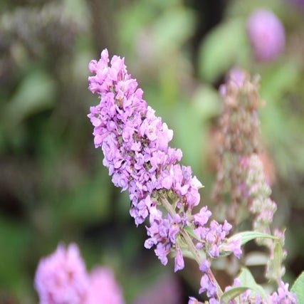 Vlinderstruik (Buddleja 'Blue Chip') | Directplant