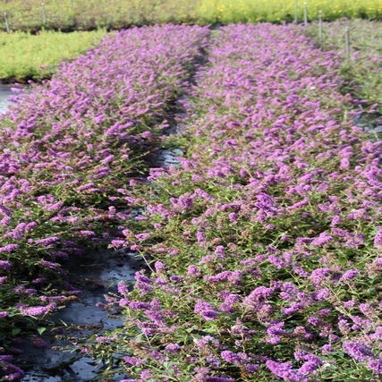 Vlinderstruik (Buddleja 'Blue Chip') | Directplant