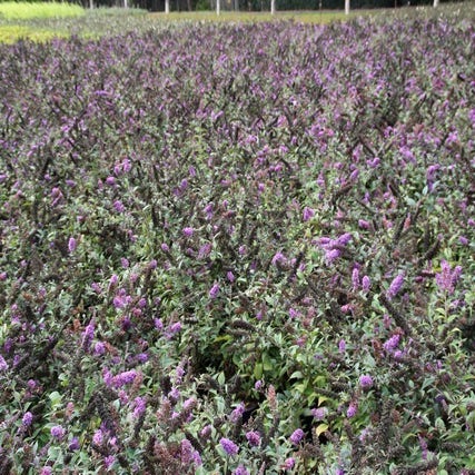 Vlinderstruik (Buddleja 'Blue Chip') | Directplant