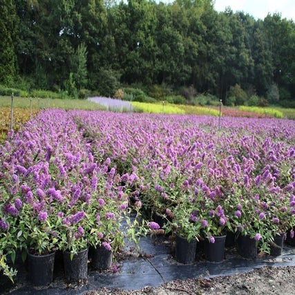 Vlinderstruik (Buddleja 'Blue Chip') | Directplant