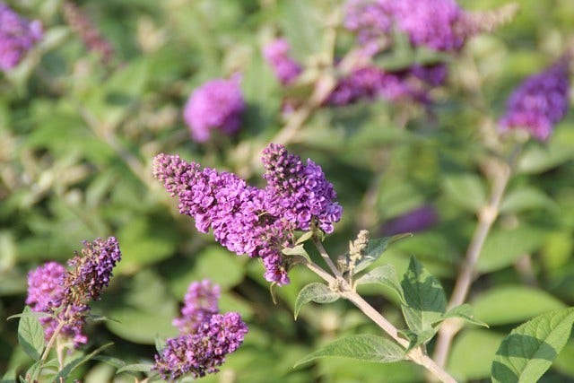 Vlinderstruik (Buddleja 'Blue Chip') | Directplant