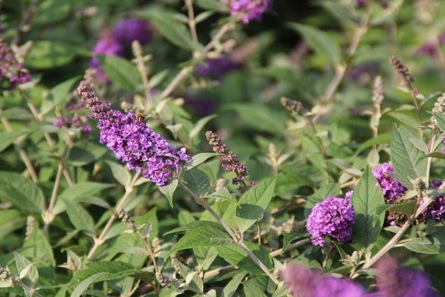 Vlinderstruik (Buddleja 'Blue Chip') | Directplant