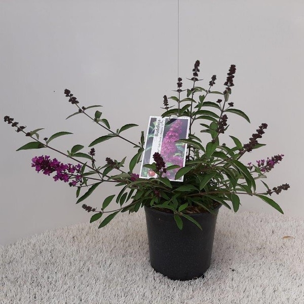 Vlinderstruik (Buddleja davidii petite 'Tutti Frutti')