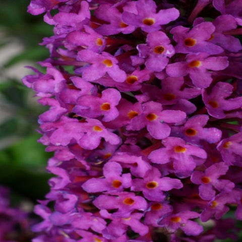 Vlinderstruik (Buddleja davidii petite 'Tutti Frutti')