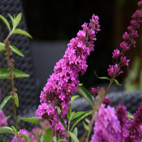 Vlinderstruik (Buddleja davidii petite 'Tutti Frutti')