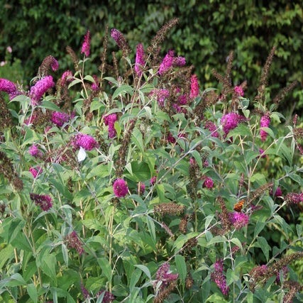 Vlinderstruik (Buddleja 'Miss Ruby')