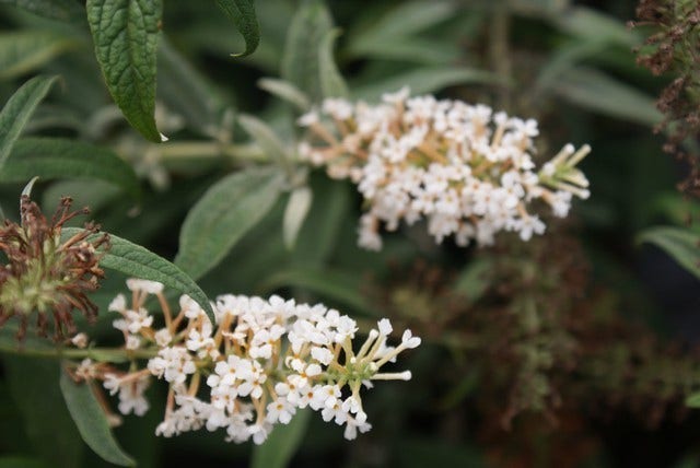 Vlinderstruik (Buddleja 'White Ball') | Directplant