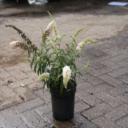 Vlinderstruik (Buddleja 'White Ball') | Directplant