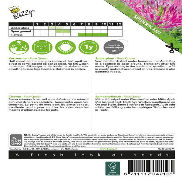 Kattensnor Rose Queen