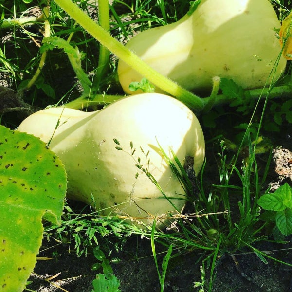 Eetbare Pompoen Waltham Butternut (BIO)