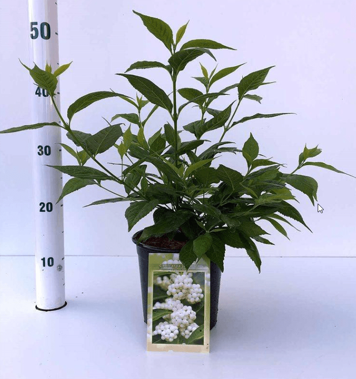 Japanse schoonvrucht (Callicarpa japonica 'Leucocarpa')