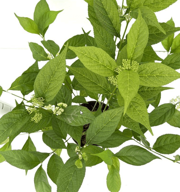 Japanse schoonvrucht (Callicarpa japonica 'Leucocarpa')