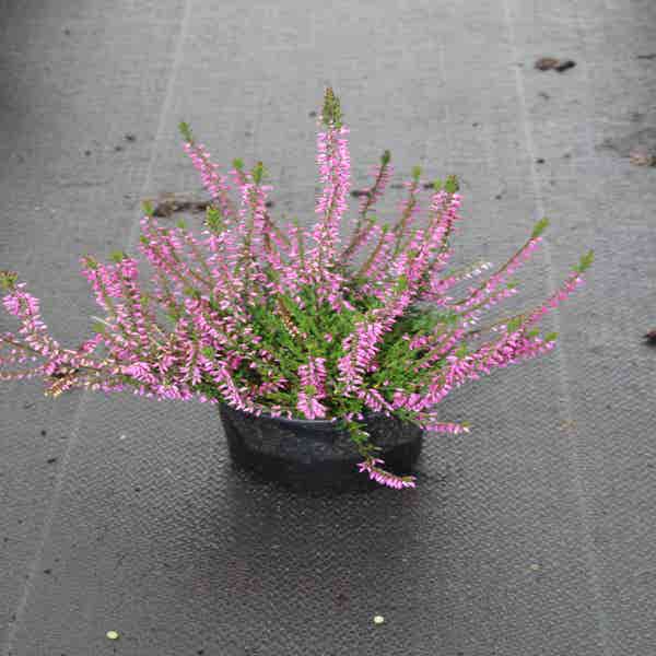 Struikheide (Calluna vulgaris 'Marleen')
