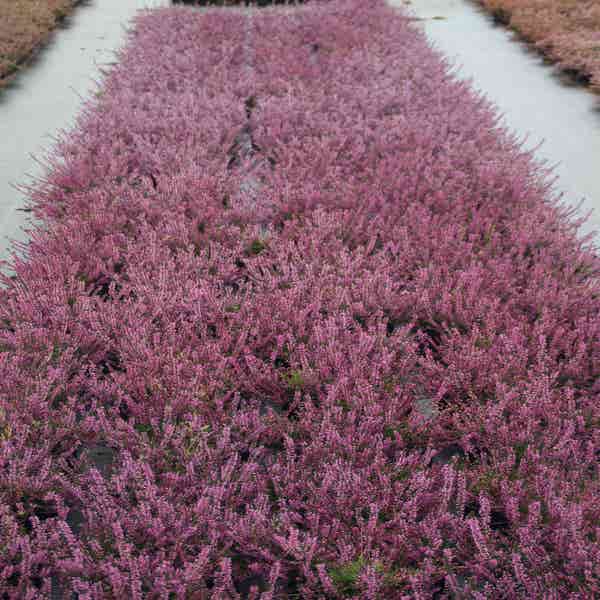 Struikheide (Calluna vulgaris 'Marleen')