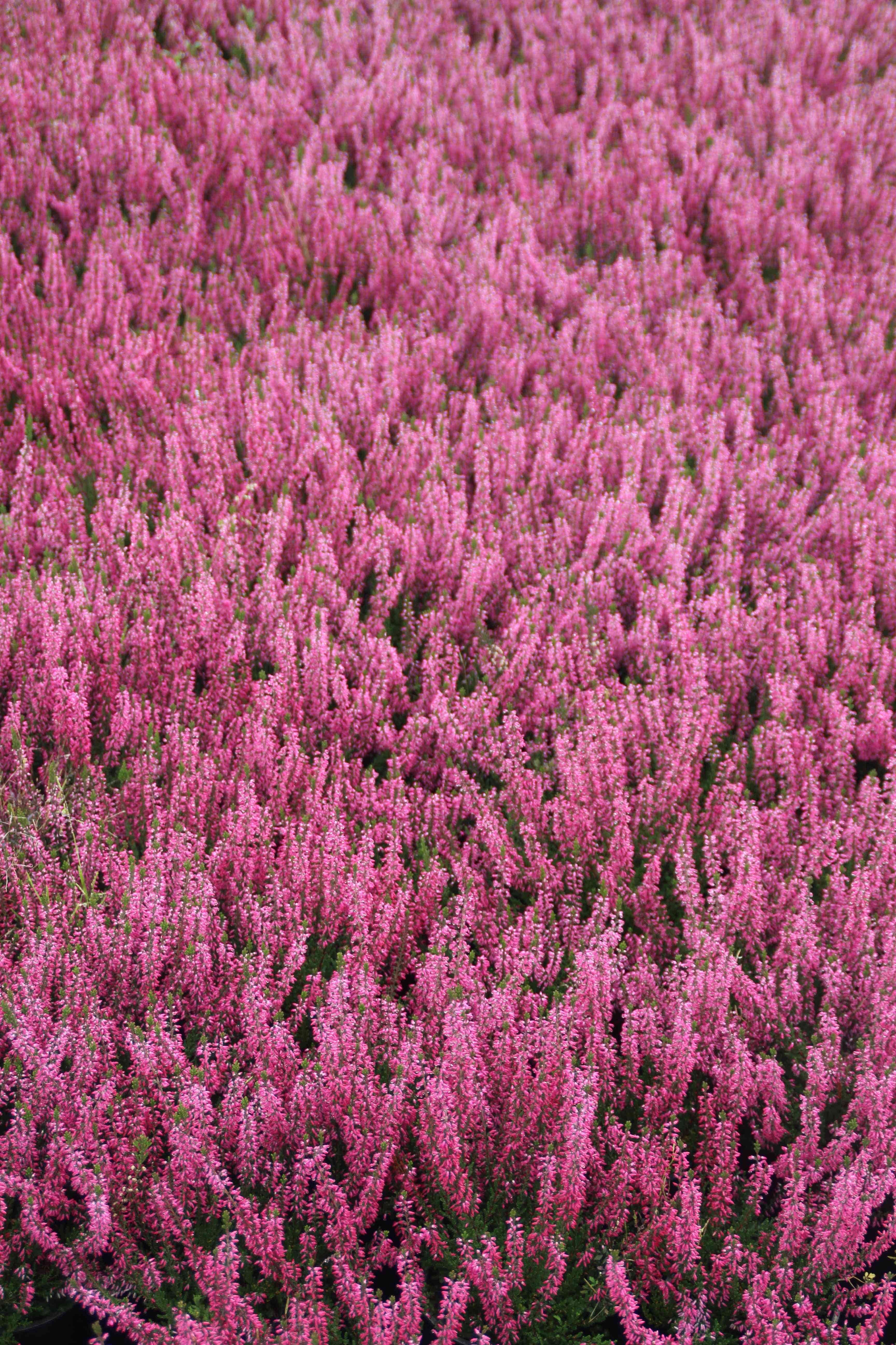 Struikheide (Calluna vulgaris 'Pink Angel') | Directplant