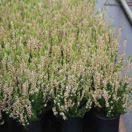 Struikheide (Calluna vulgaris 'Spring Cream')