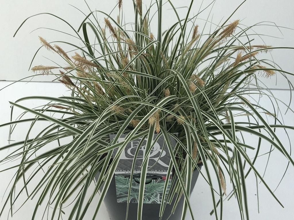 Zegge (Carex oshimensis 'Everest' ) | Directplant