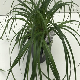 Zegge (Carex 'Ribbon Falls')