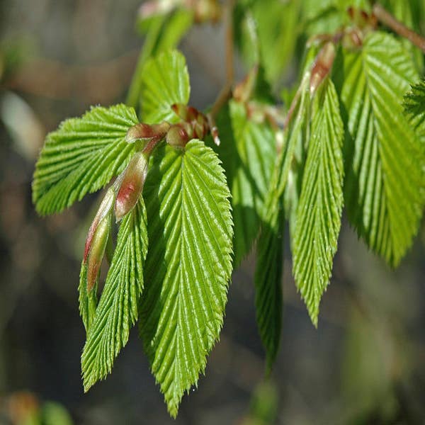 Haagbeuk als Grote boom (Carpinus betulus)