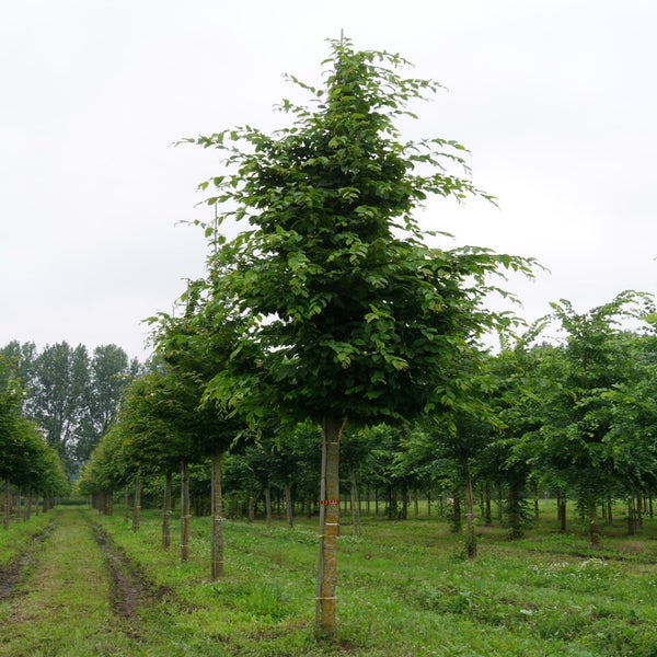 Haagbeuk als boom (Carpinus betulus)