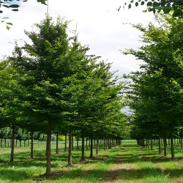 Haagbeuk als Grote boom (Carpinus betulus)