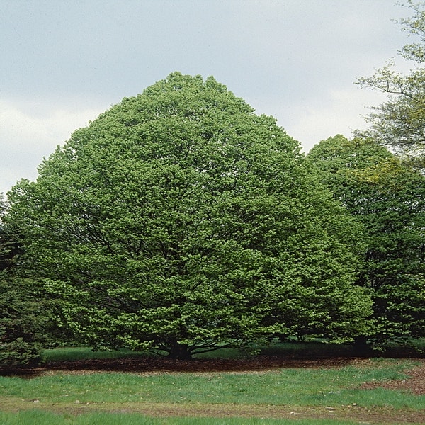 Haagbeuk als boom (Carpinus betulus)