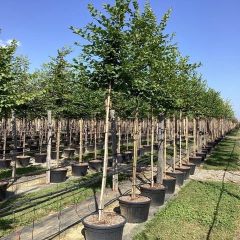 Haagbeuk als boom (Carpinus betulus)