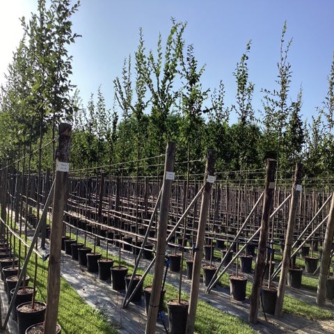 Haagbeuk als boom (Carpinus betulus)