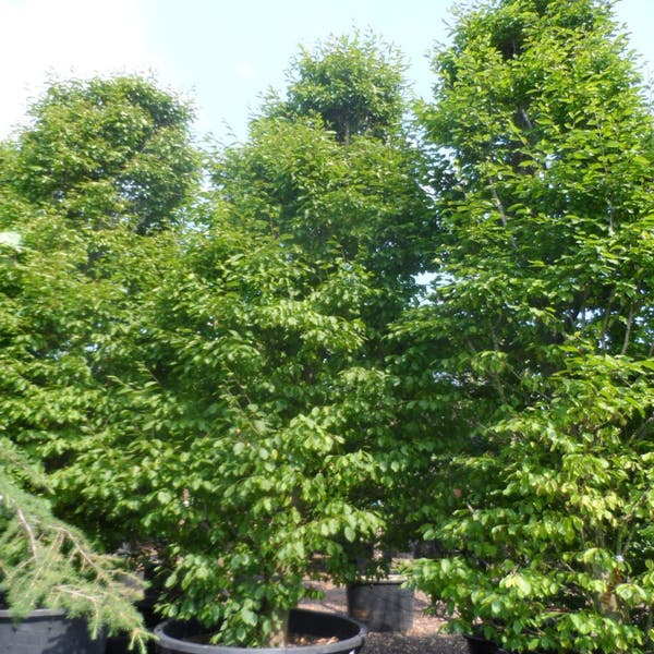 Haagbeuk als boom (Carpinus betulus 'Fastigiata')
