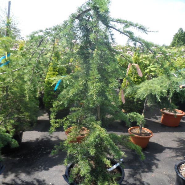 Treurceder (Cedrus deodara 'Pendula')