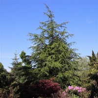 Libanonceder (Cedrus libani)