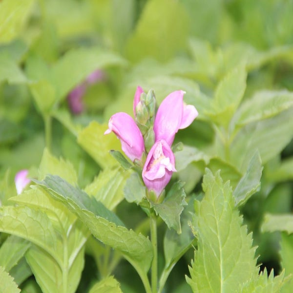 Schildpadbloem (Chelone obliqua)