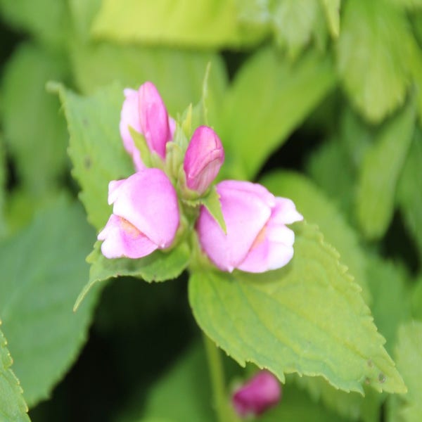Schildpadbloem (Chelone obliqua)