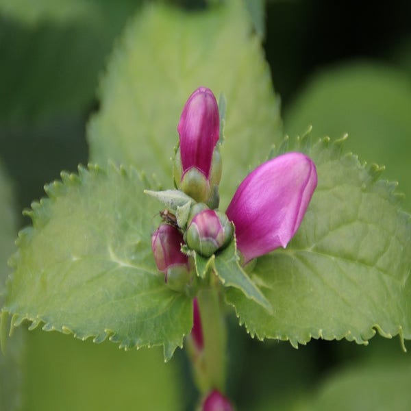 Schildpadbloem (Chelone obliqua)