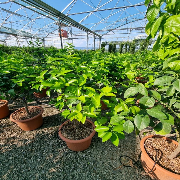 Sinaasappel (Citrus sinensis 'Arcobal')