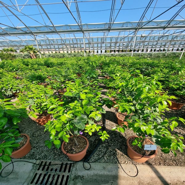 Sinaasappel (Citrus sinensis 'Arcobal')