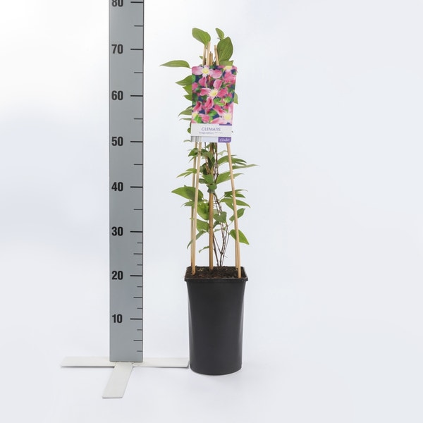 Bosrank (Clematis 'Inspiration')