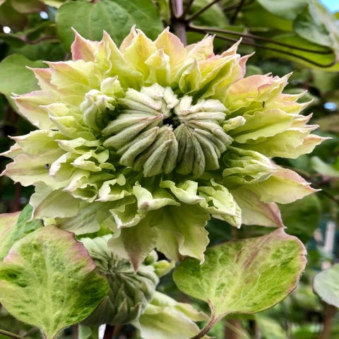 Bosrank (Clematis 'Midori')