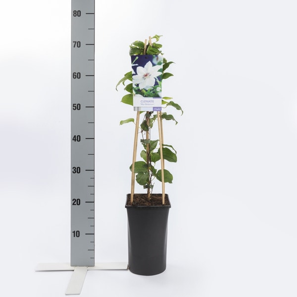 Clematis 'Miss Bateman' onlien bestellen bij Directplant