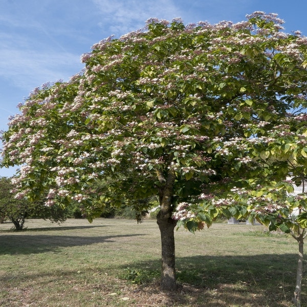 Pindakaasboom (Clerodendrum trichotomum)