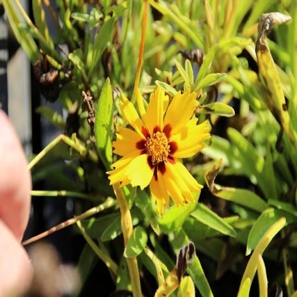 Meisjesogen (Coreopsis lanceolata 'Baby Gold')