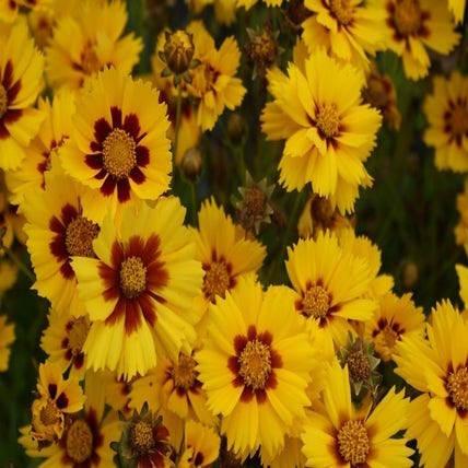 Meisjesogen (Coreopsis lanceolata 'Baby Gold')