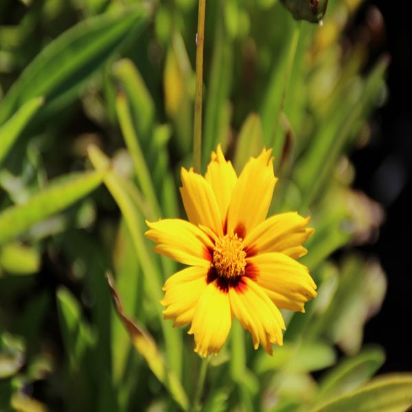 Meisjesogen (Coreopsis lanceolata 'Baby Gold')