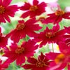Meisjesogen (Coreopsis 'Limerock Ruby') | Directplant