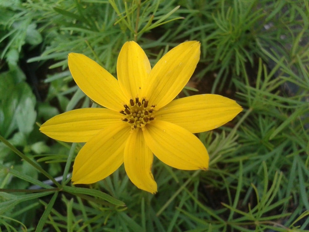 Meisjesogen (Coreopsis verticillata 'Zagreb') | Directplant