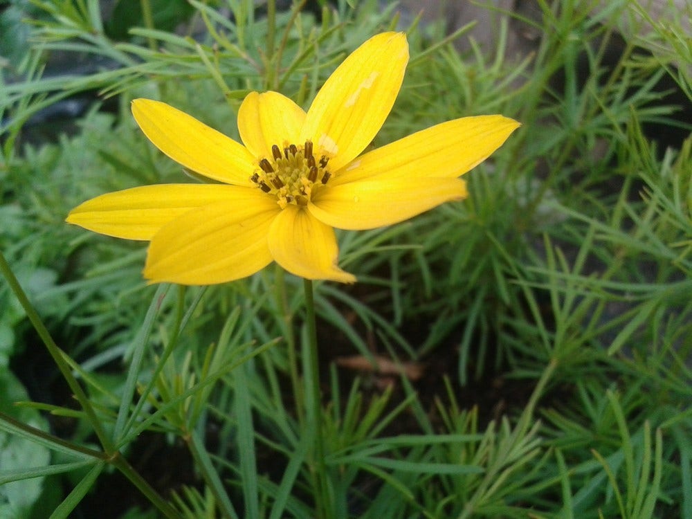Meisjesogen (Coreopsis verticillata 'Zagreb') | Directplant
