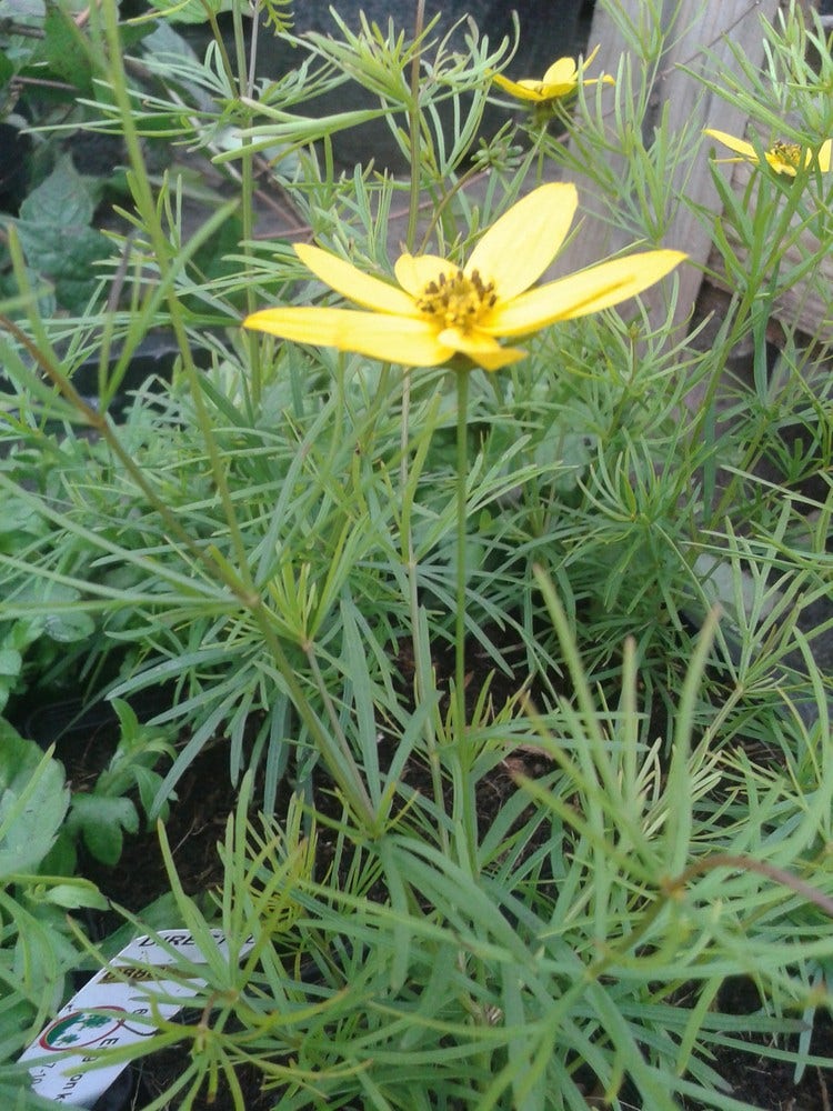 Meisjesogen (Coreopsis verticillata 'Zagreb') | Directplant