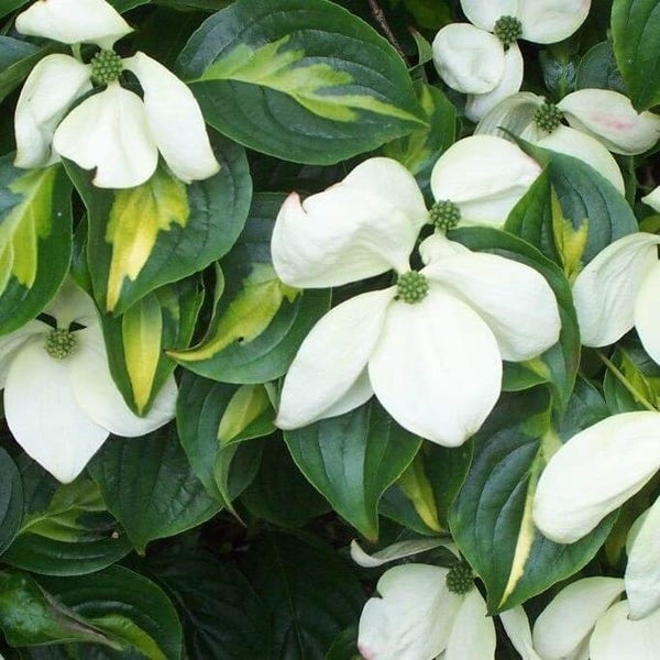 Kornoelje (Cornus kousa 'Gold Star')