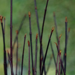 Kornoelje (Cornus alba 'Kesselringii')