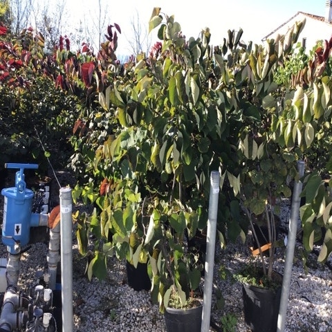 Groenblijvende kornoelje (Cornus elliptica)